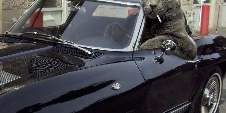 RIP Carl the Cat – Nate Beaty